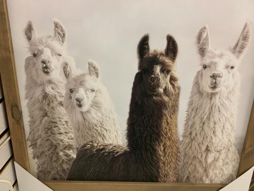 Jonathan Maples's Profile Pictures » #WalkAway Social